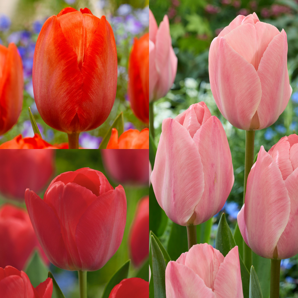 Buy Tulip 'Van Eijk' Collection 10/11cm at jparkers.co.uk