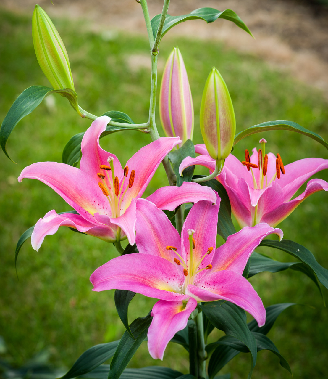 Buy Lilium Mount Cook | J Parker Dutch Bulbs