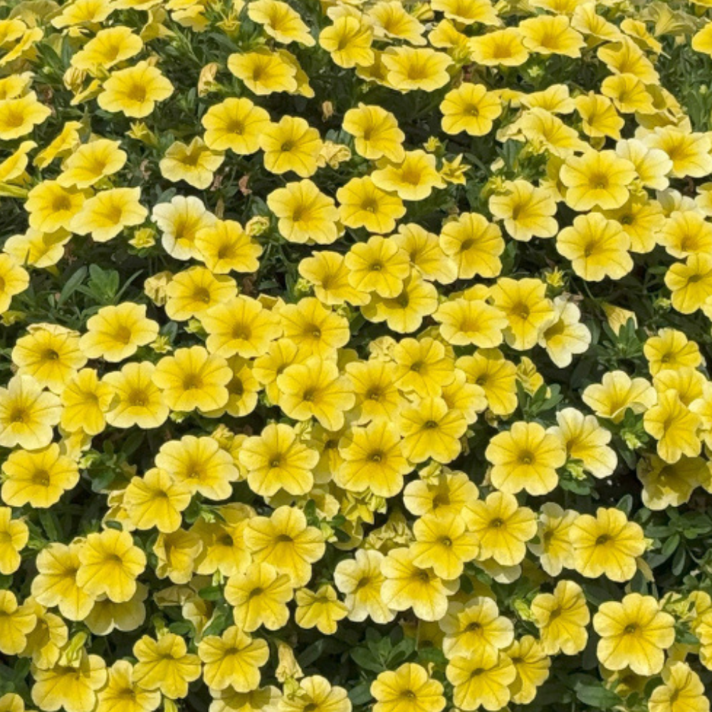 Calibrachoa Calita Deep Yellow | J Parker Dutch Bulbs