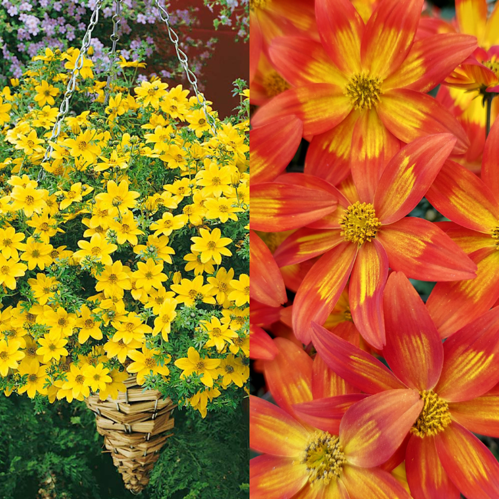 Buy New Basket Bidens Collection at jparkers.co.uk