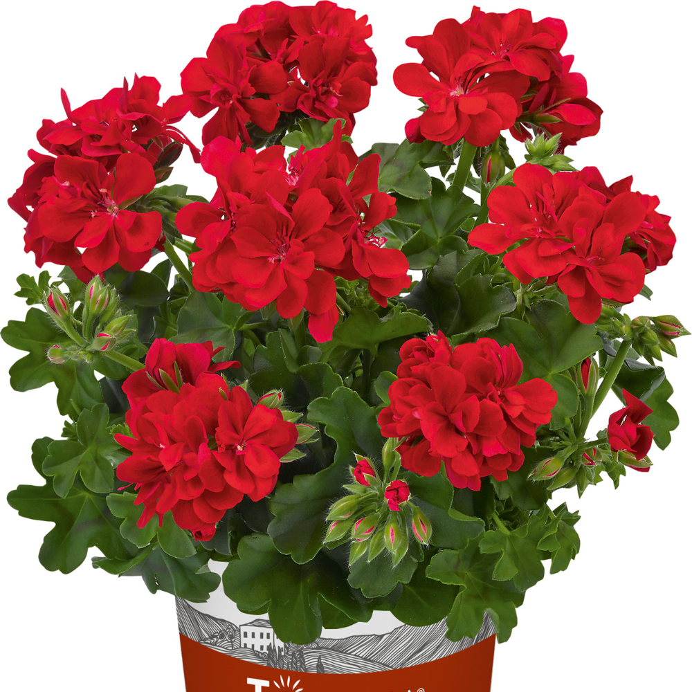 Buy Geranium Sunflair Paula Red for less with J. Parker's