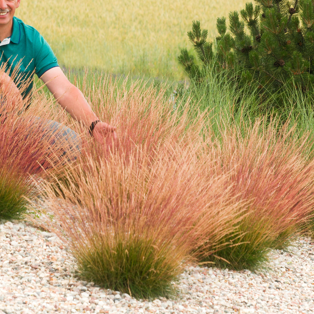 Buy Festuca glauca 'Sunrise' at jparkers.co.uk