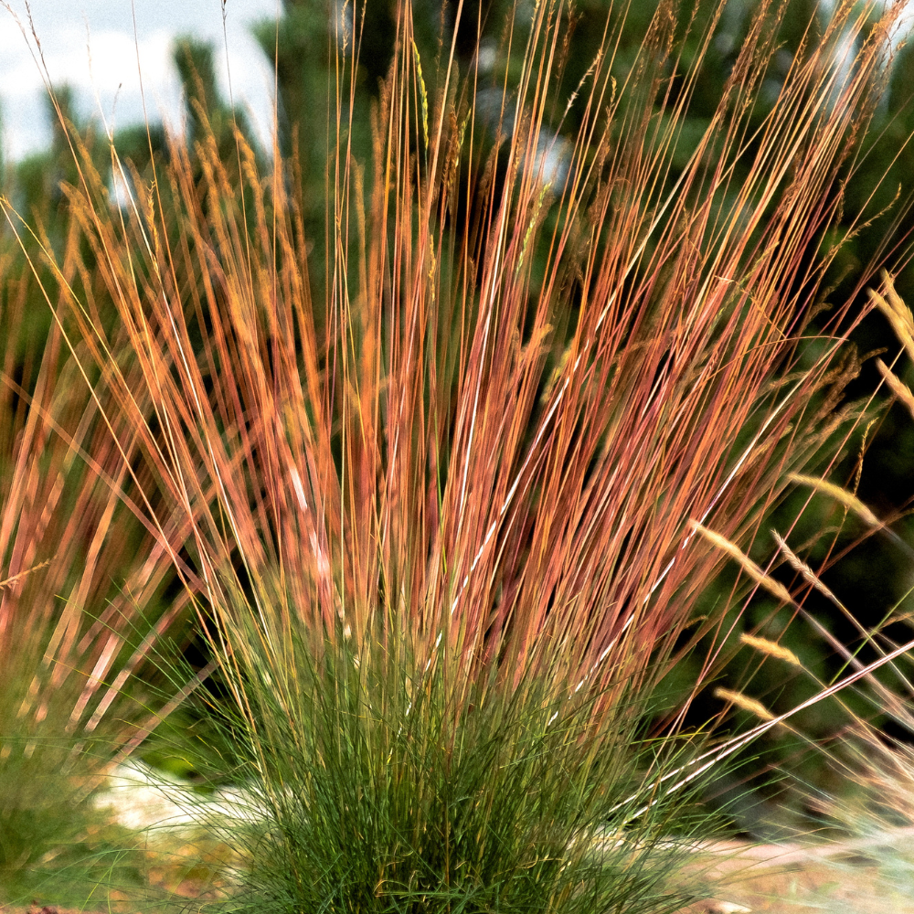 Buy Festuca glauca 'Sunrise' at jparkers.co.uk