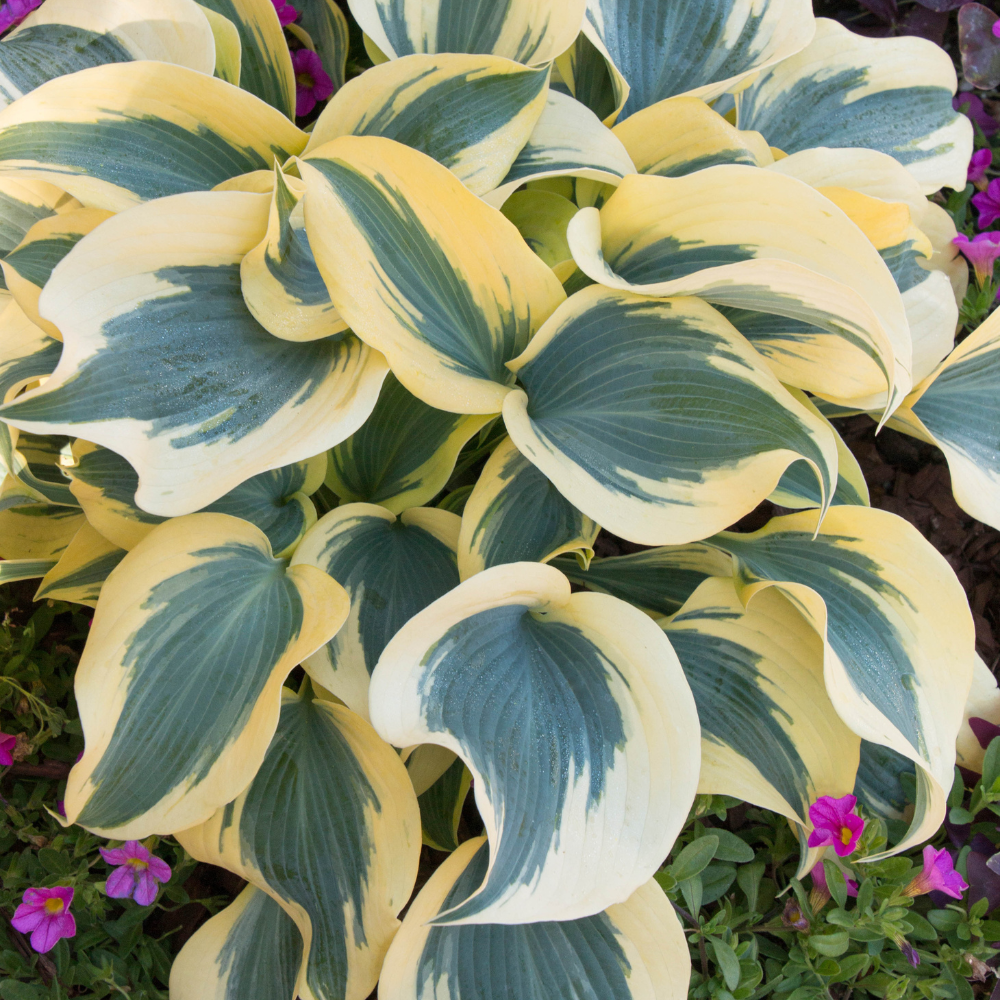 Buy Hosta 'Autumn Frost' at jparkers.co.uk