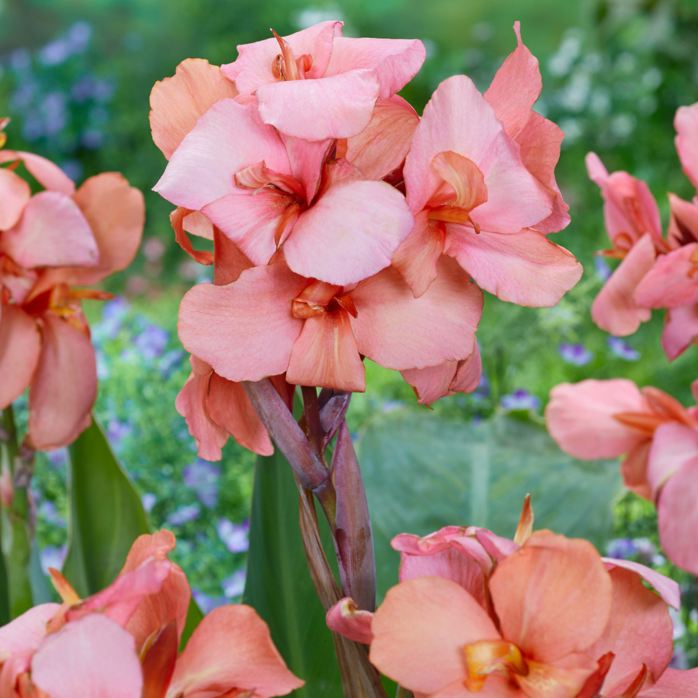 Canna Shining Mango | J Parker Dutch Bulbs