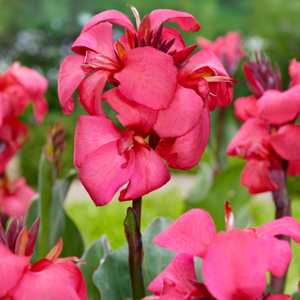 Canna Shining Pink | J Parker Dutch Bulbs