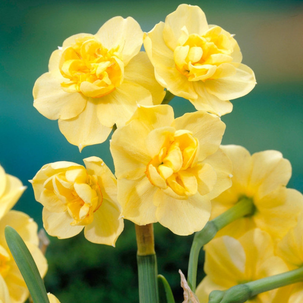 Narcissus 'Primrose Beauty' | J.Parker's