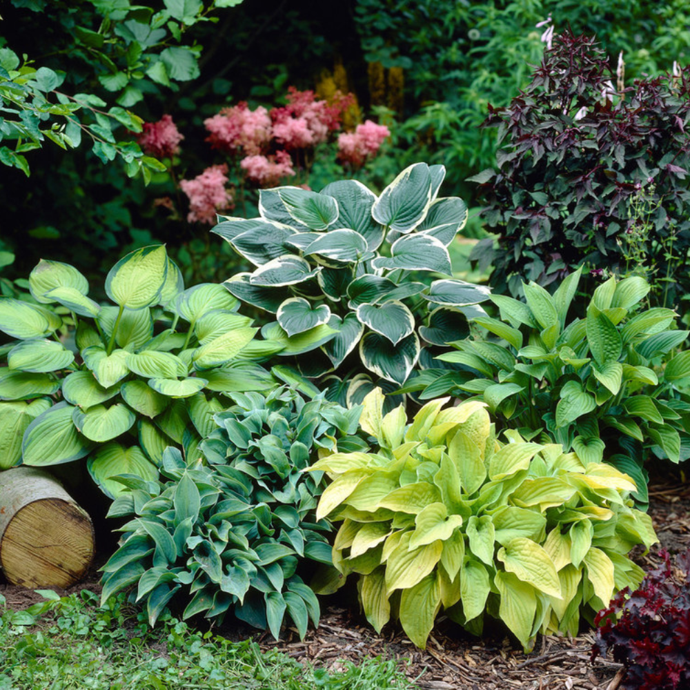 Hosta Mix | J Parker Dutch Bulbs