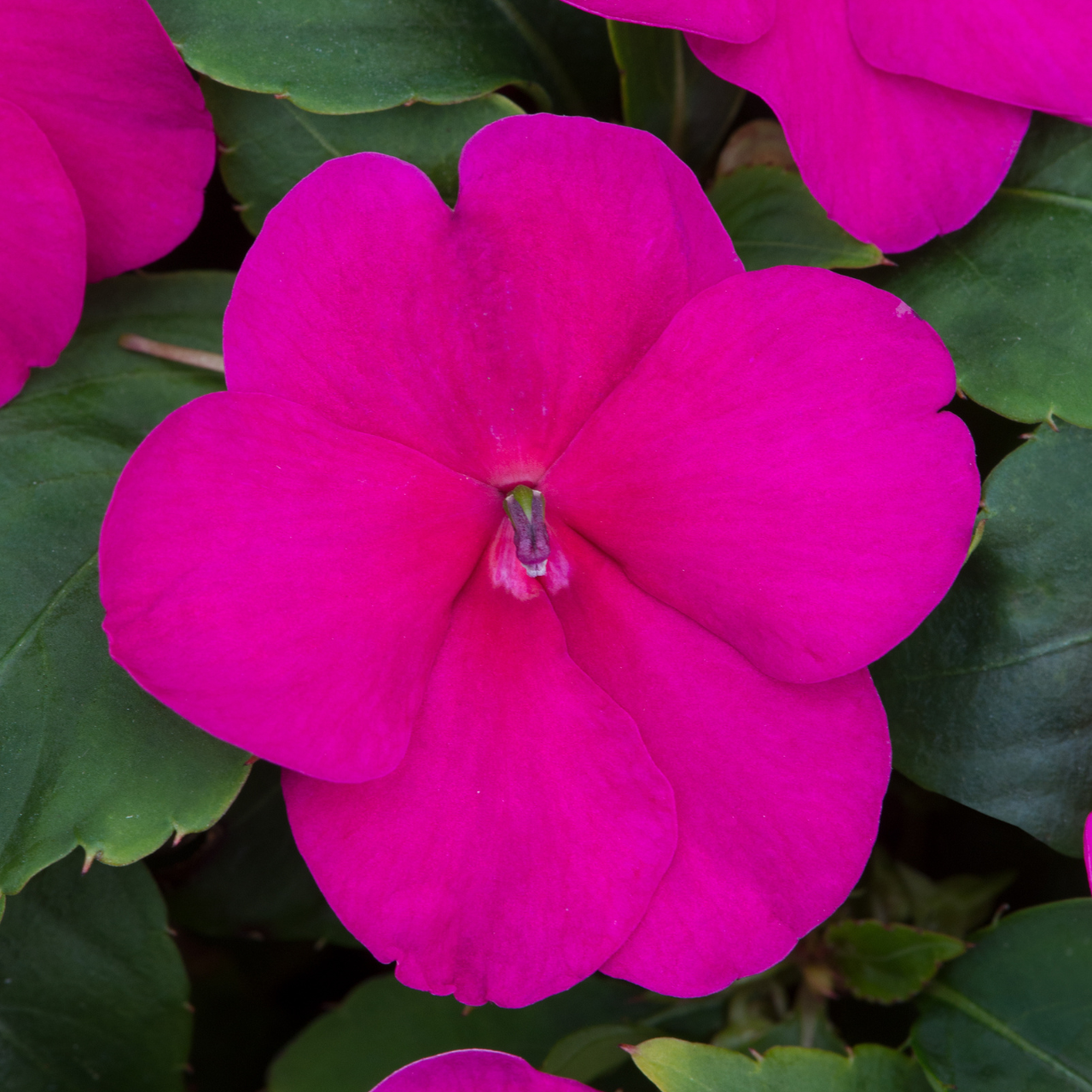 Impatiens Beacon Violet - J Parker Dutch Bulbs