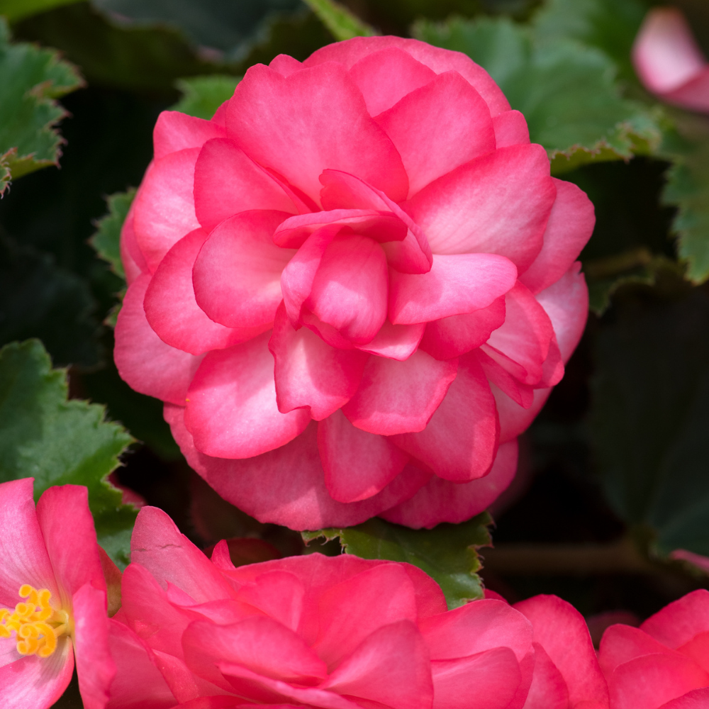 Buy Begonia Non-Stop Joy Rose (Garden Ready) at jparkers.co.uk