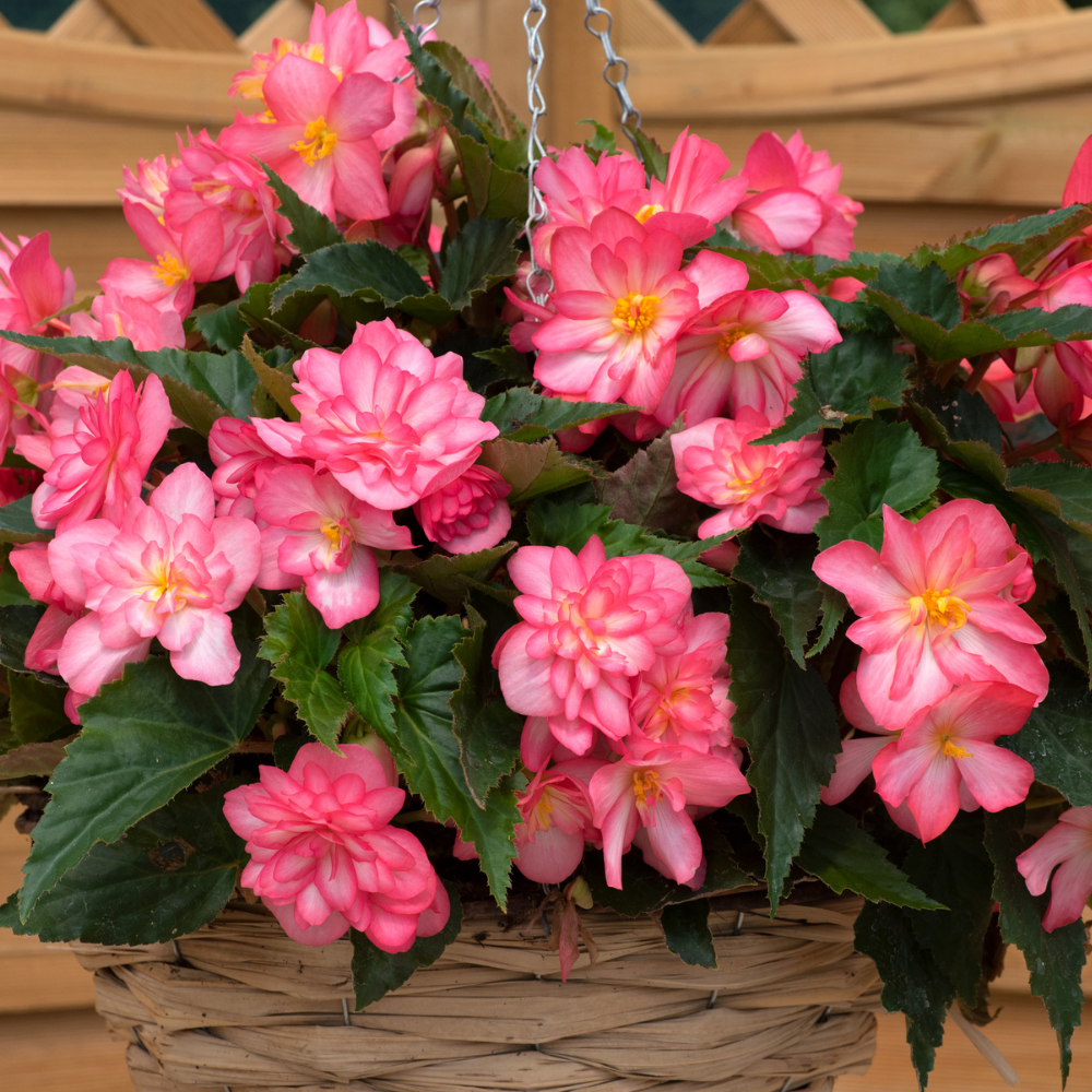 Buy Begonia Non-Stop Joy Rose (Garden Ready) at jparkers.co.uk