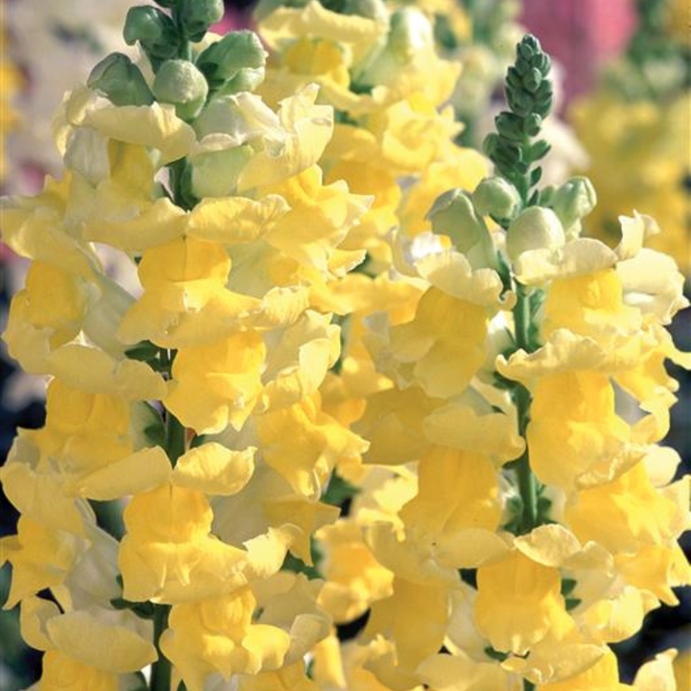 Antirrhinum Liberty Yellow F1 (Maxi Plugs) | J Parker Dutch Bulbs