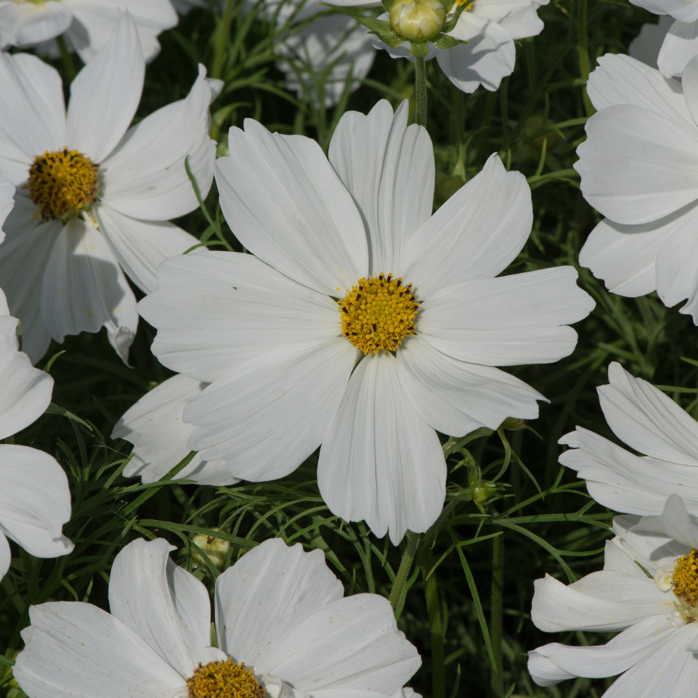 Cosmos Compact Apollo White (Maxi Plugs) | J Parker Dutch Bulbs