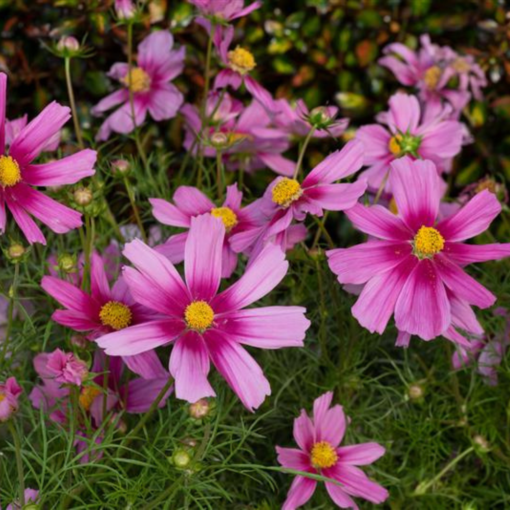 Cosmos Compact Apollo Rose Eye (Maxi Plugs) | J Parker Dutch Bulbs