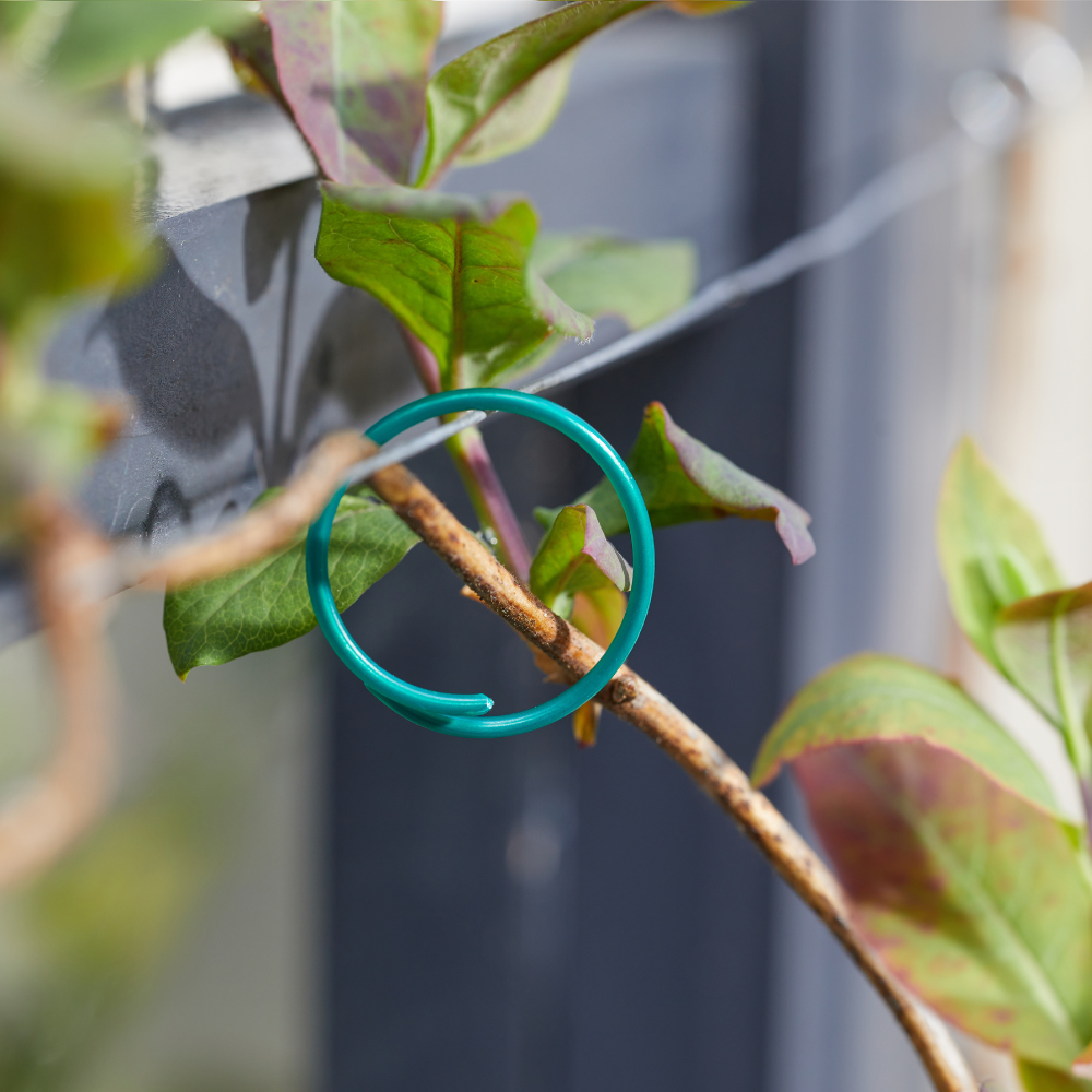 Buy Coated Plant Rings at jparkers.co.uk
