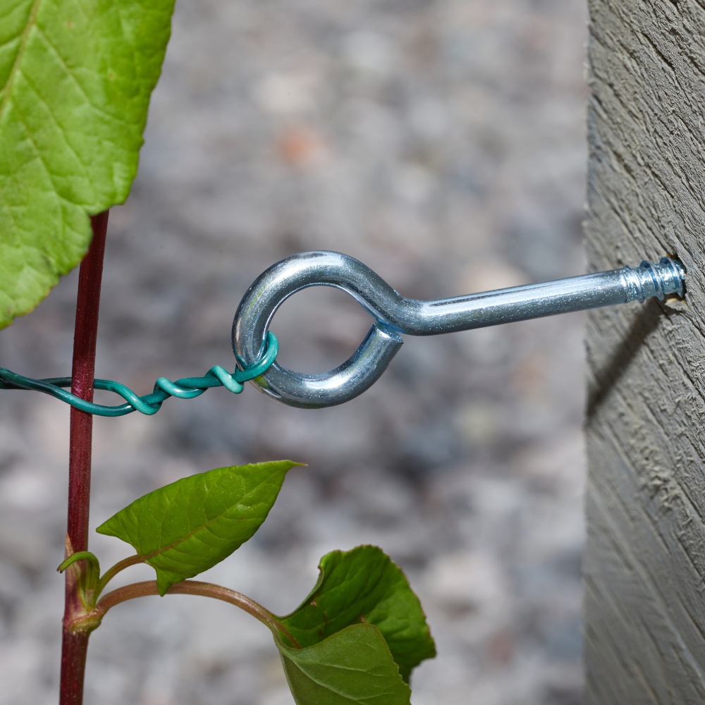 Buy Screw-In Vine Eyes at jparkers.co.uk