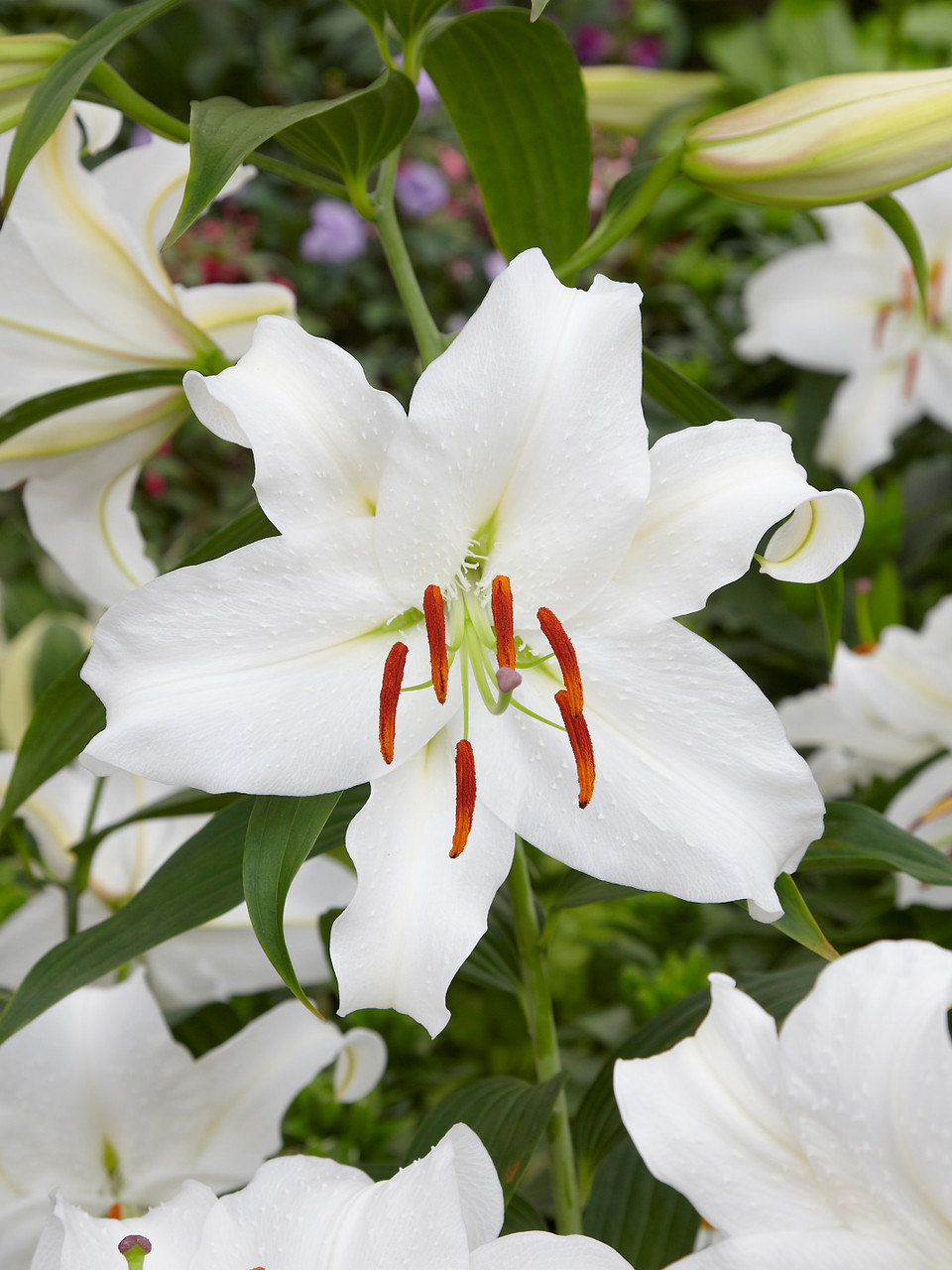 Lilium Everest 16/18 - JParkers