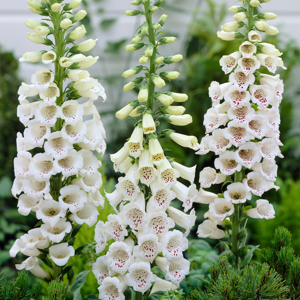 Buy Digitalis purpurea White at jparkers.co.uk