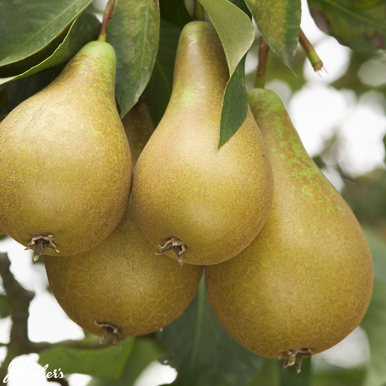 Buy Pear 'Doyenne Du Commice' | J Parker Dutch Bulbs