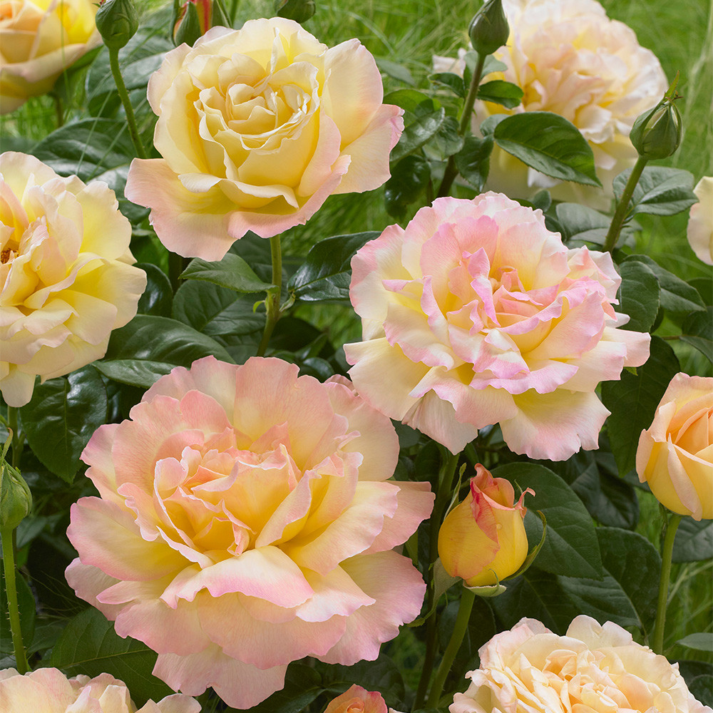 Buy Rose Peace | J Parker Dutch Bulbs