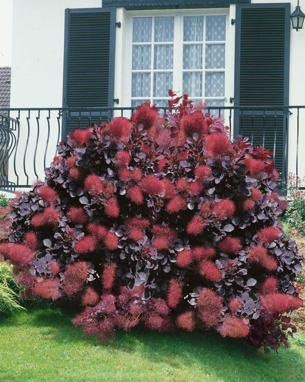 Cotinus Coggygria Royal Purple Cotinus Coggygria 'Royal Purple'