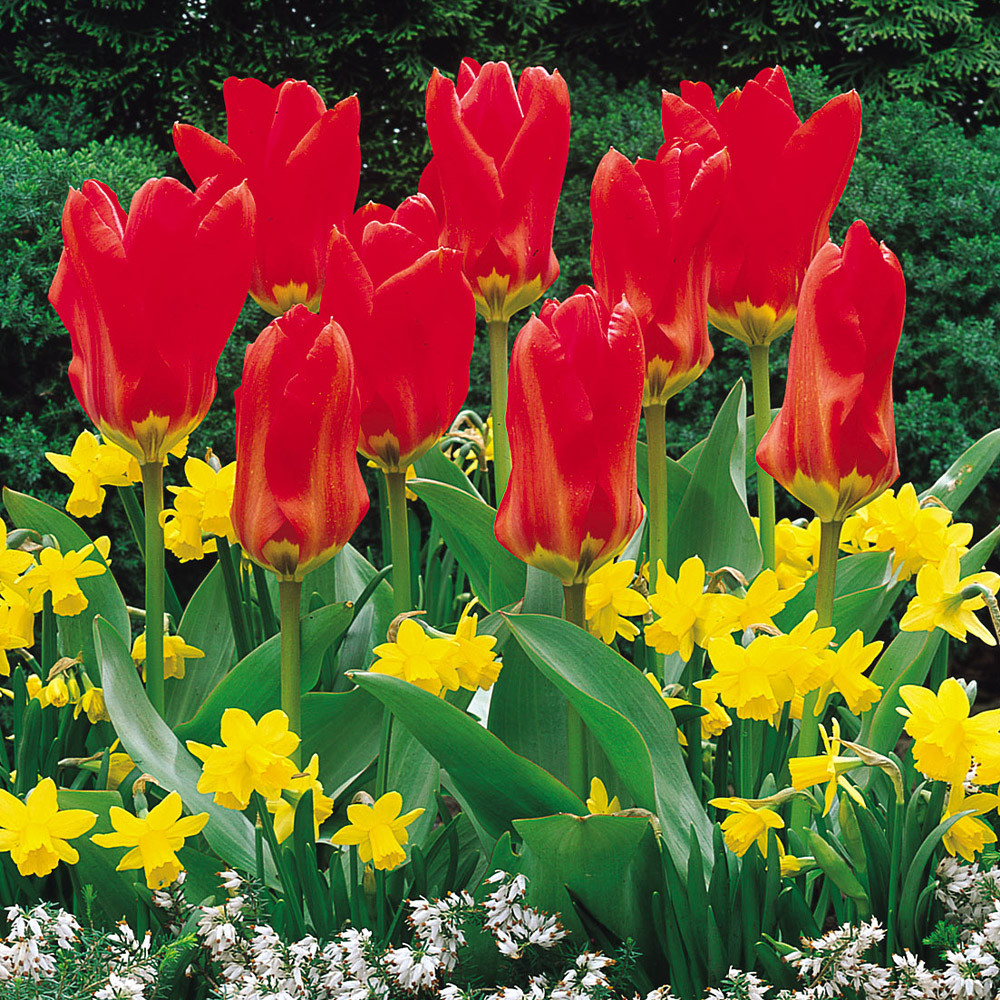 Tulip Red Emperor - JParkers