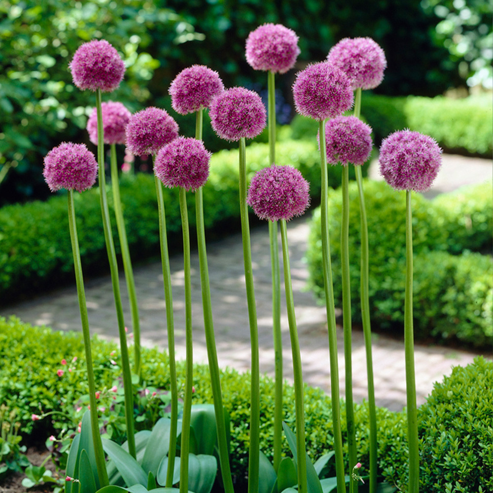 Allium His Excellency - JParkers