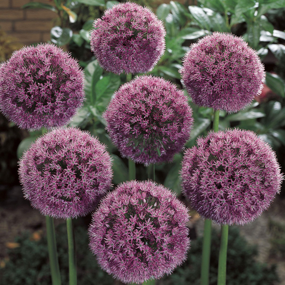 Allium Lucy Ball - JParkers