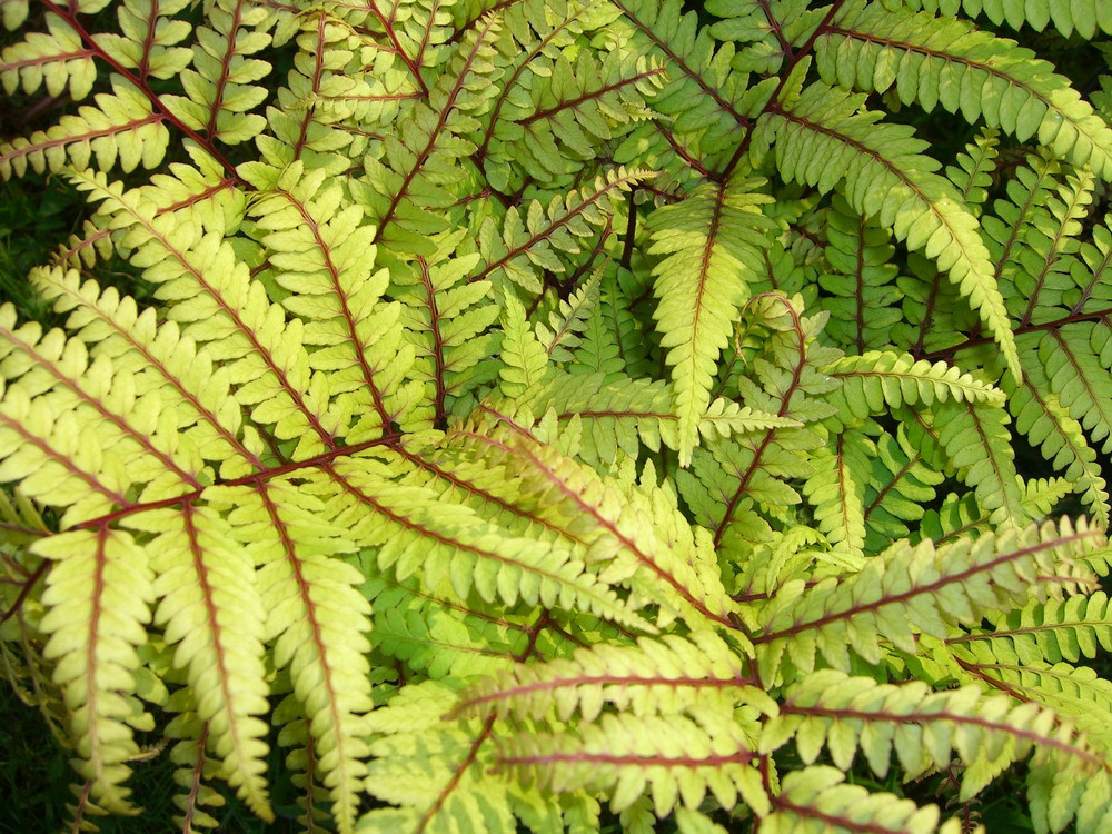 Buy Athyrium Vidalii Plants | J Parker Dutch Bulbs