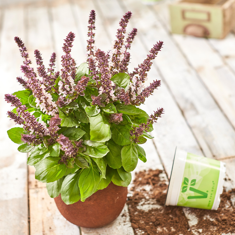 Shop Basil (Sweet) | J. Parker's