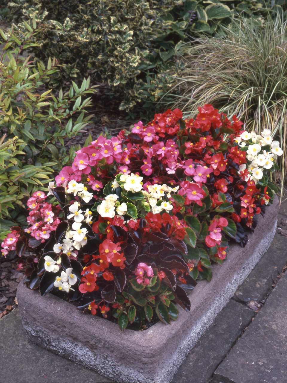 Begonia Semp. Organdy Mixed (Rapid Plugs) | J Parker Dutch Bulbs