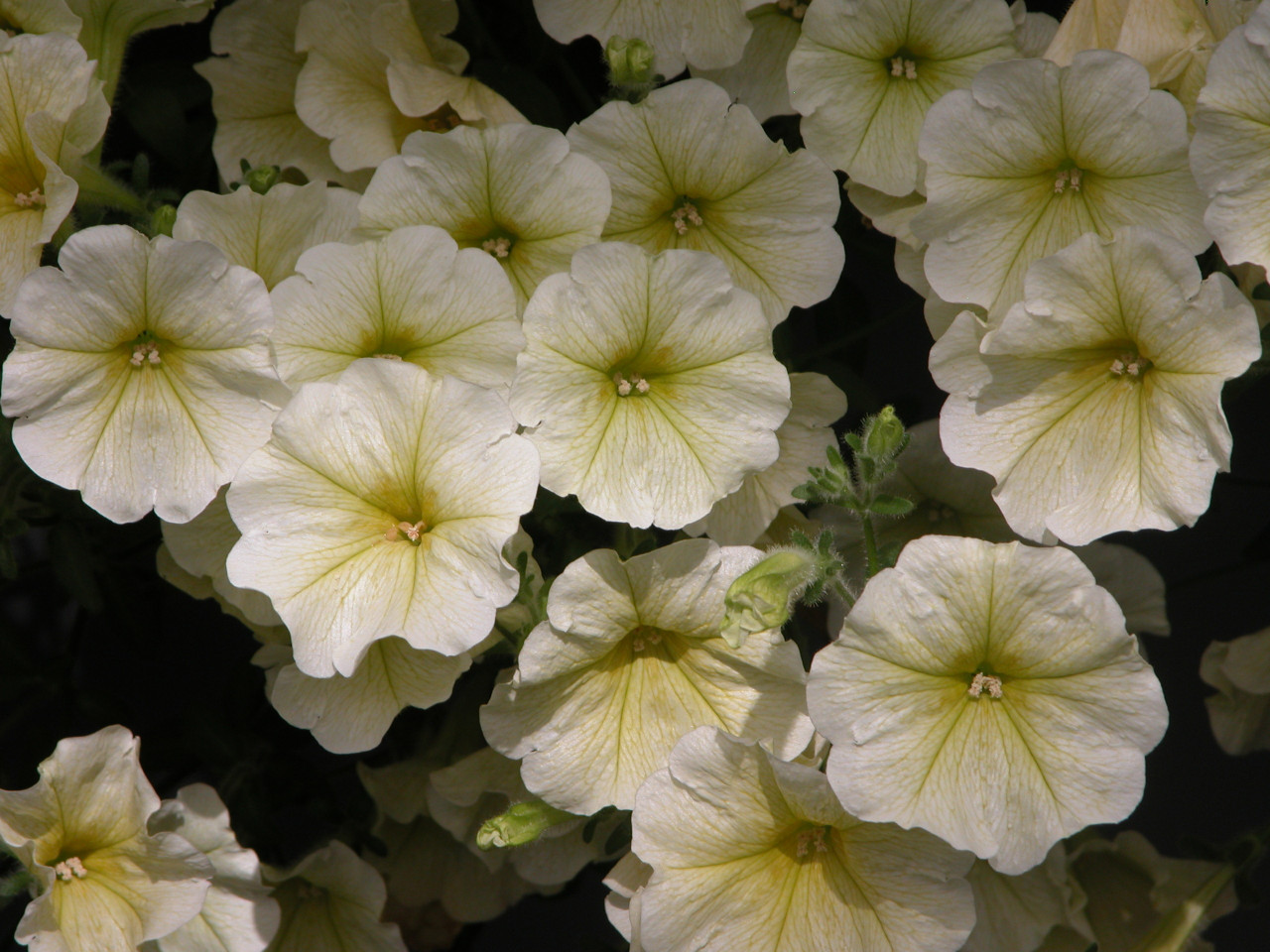 Surfinia Victoria Yellow - J Parker Dutch Bulbs