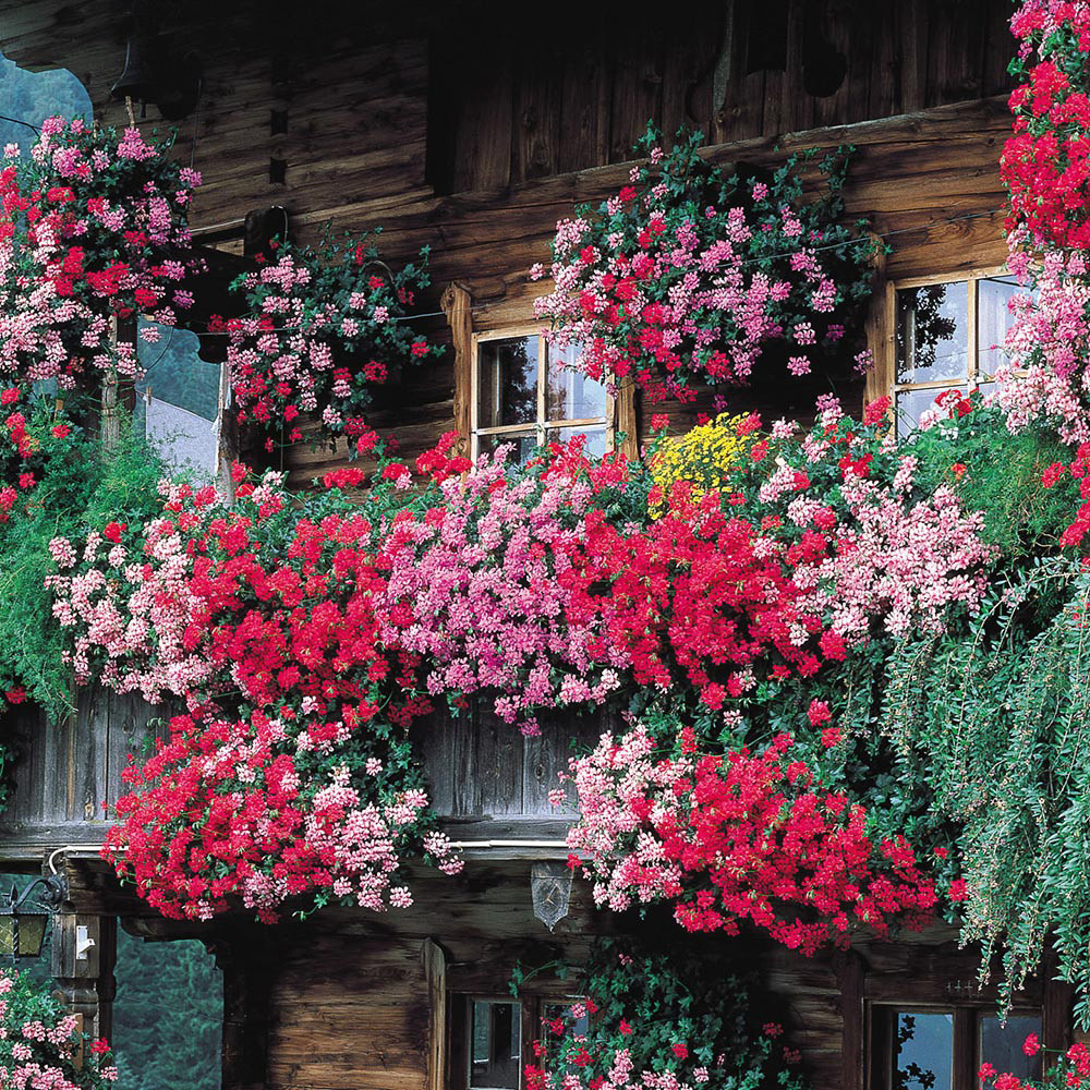 Geranium Single Trailing Red | J Parker Dutch Bulbs
