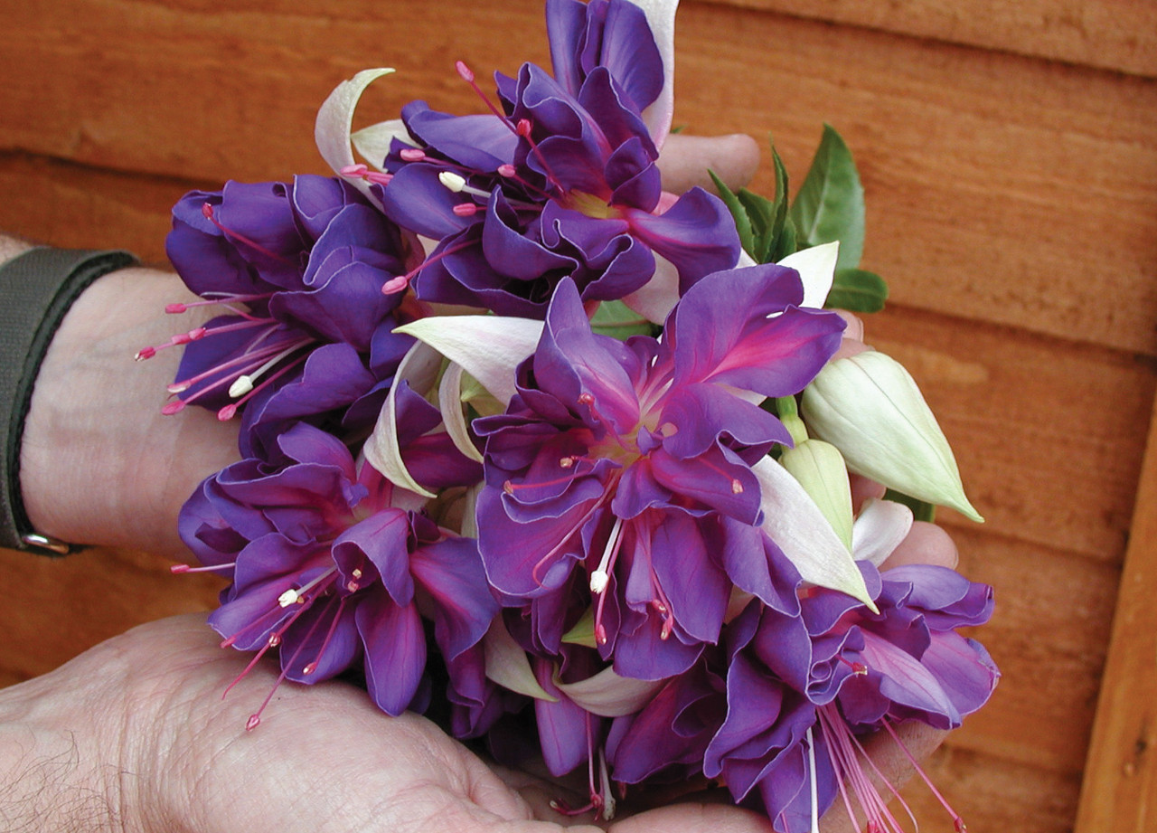 Fuchsia Giant Deep Purple | J Parker Dutch Bulbs