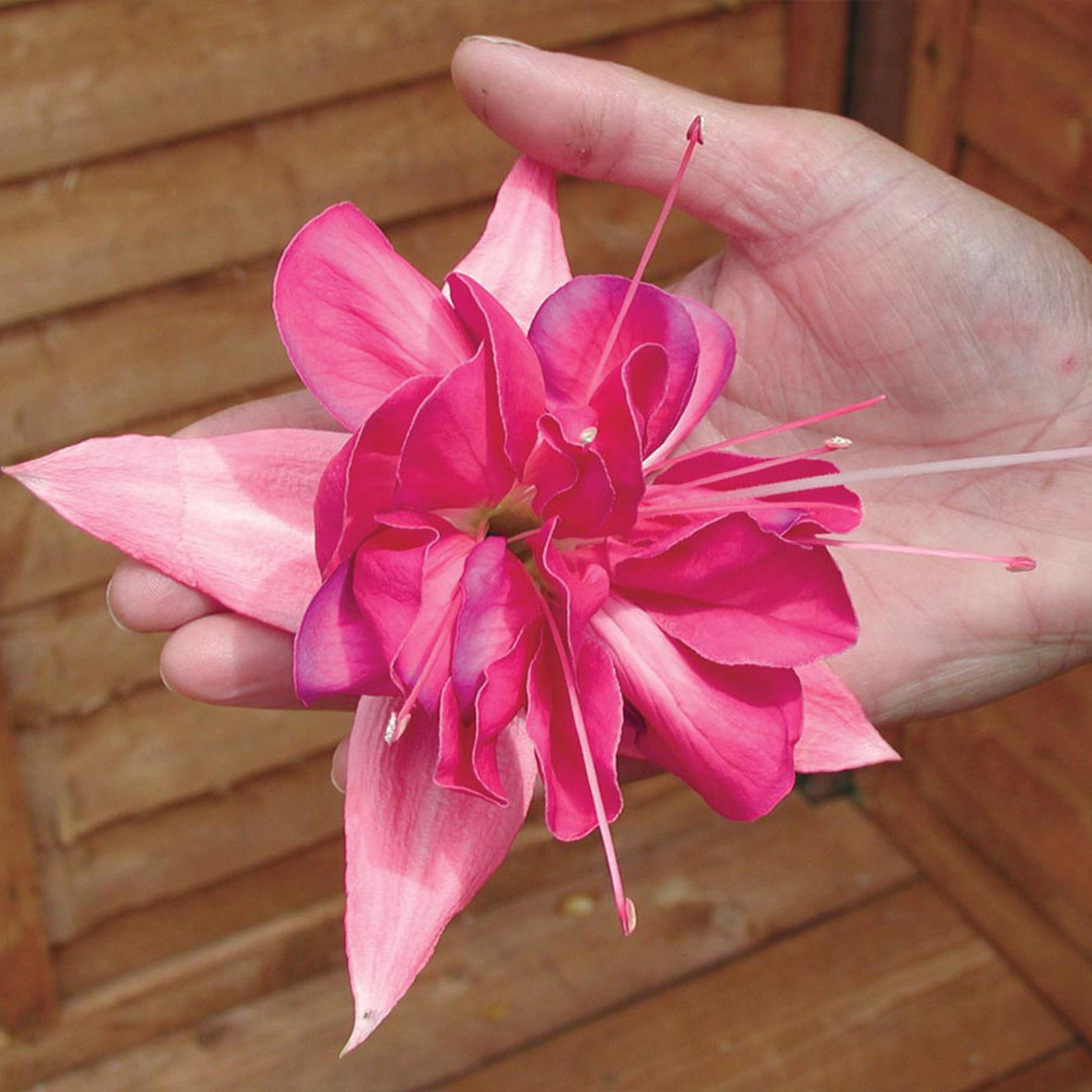 Shop Fuchsia Giant Bella Rosella | J. Parker's