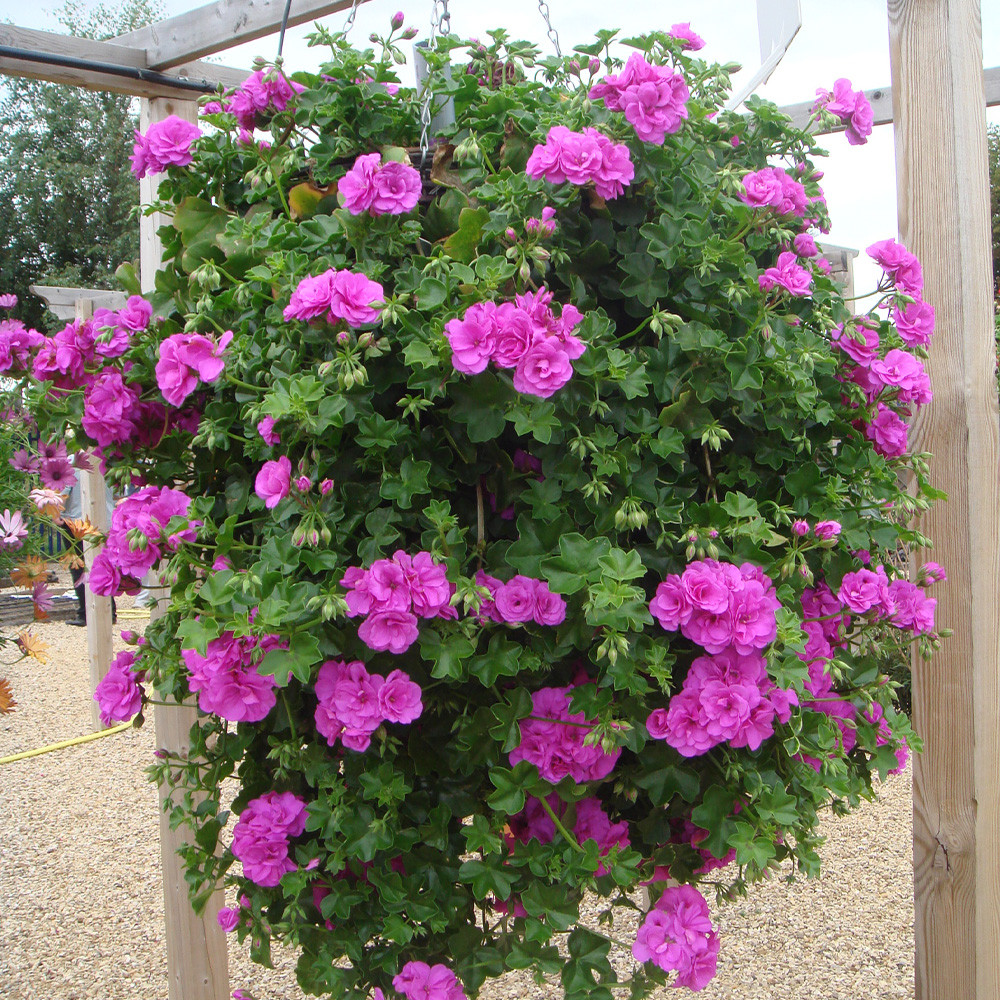 Geranium Double Trailing Blue | J Parker Dutch Bulbs