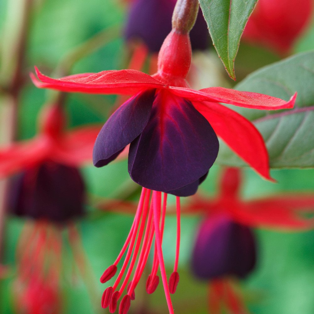 Buy Fuchsia Lady Boothby Plants | J Parker Dutch Bulbs