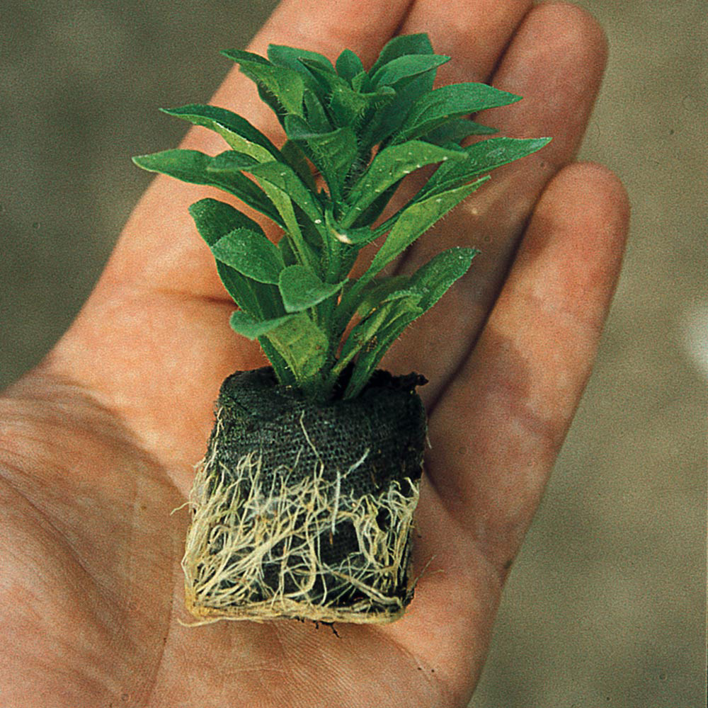Buy Lavandula stoechas Fathead | J Parker Dutch Bulbs