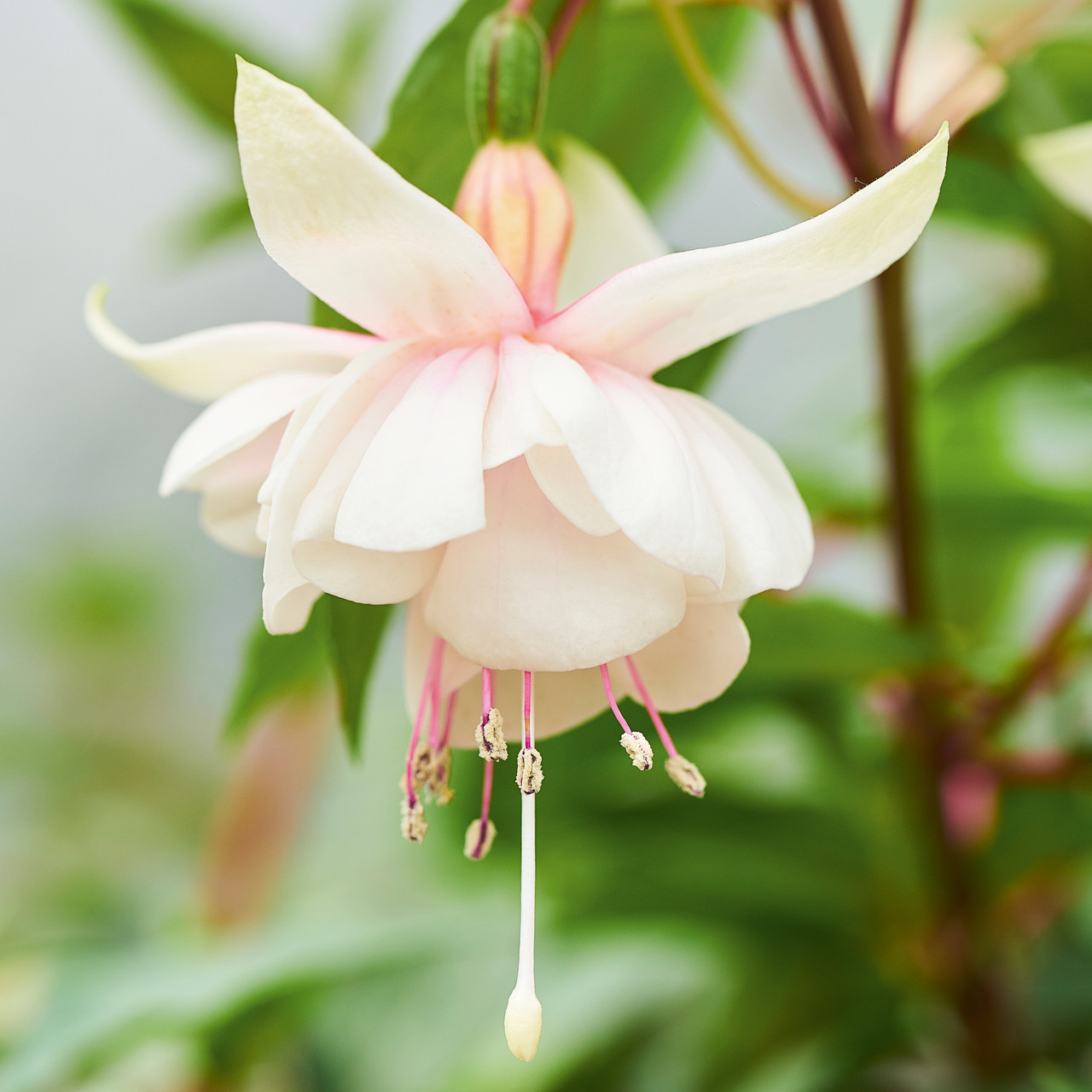 Fuchsia Harry Grey (Trailing) | J Parker Dutch Bulbs