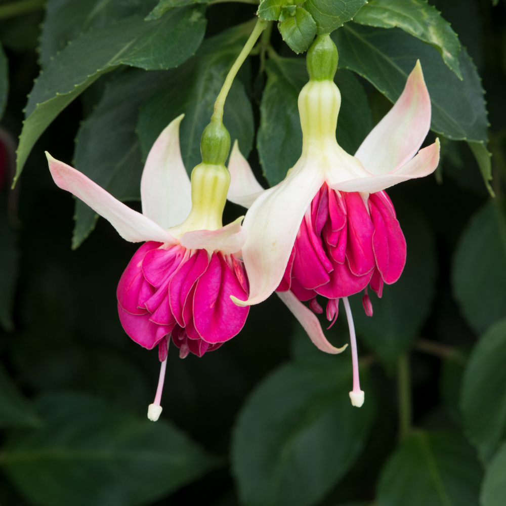 Fuchsia Seventh Heaven (Trailing) | J Parker Dutch Bulbs