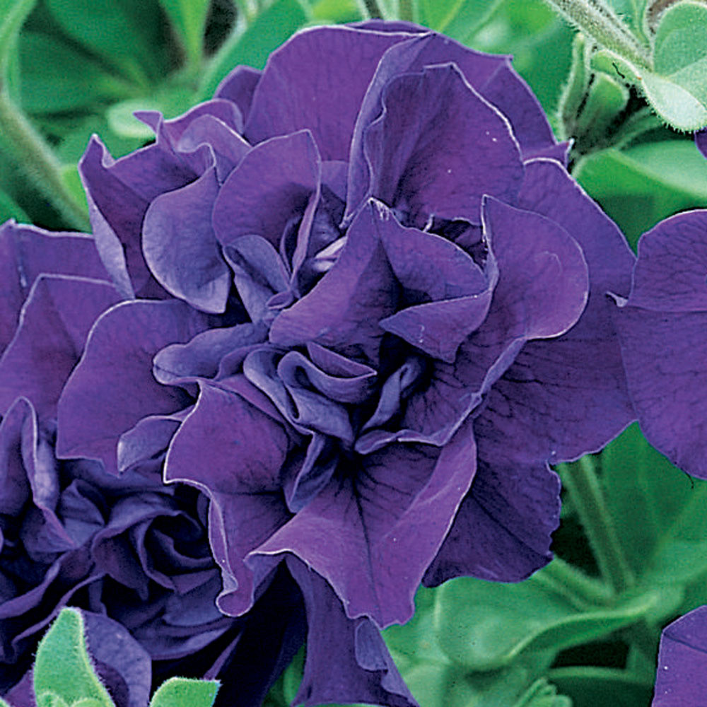Surfinia Double Blue - J Parker Dutch Bulbs