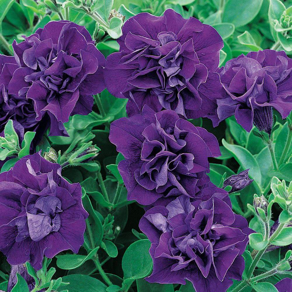 Surfinia Double Blue - J Parker Dutch Bulbs