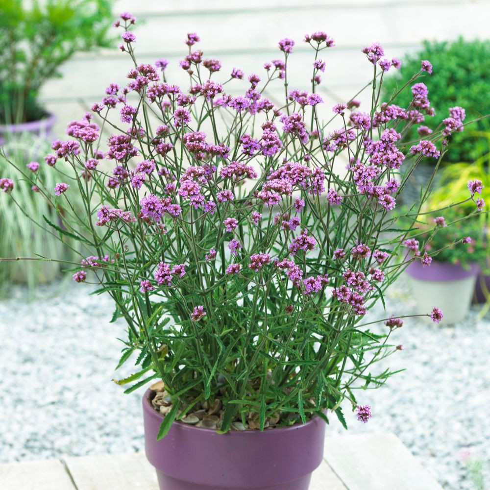 Verbena Bonariensis Lollipop