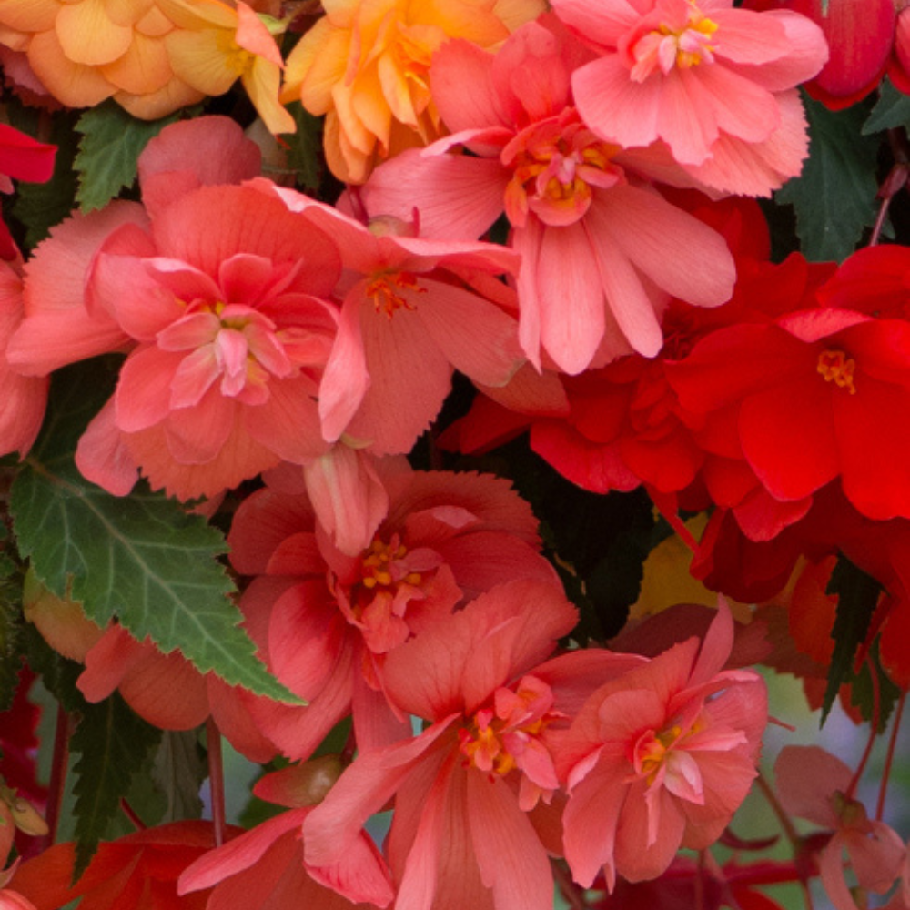 Begonia Illumination Intense Rose | J Parker Dutch Bulbs