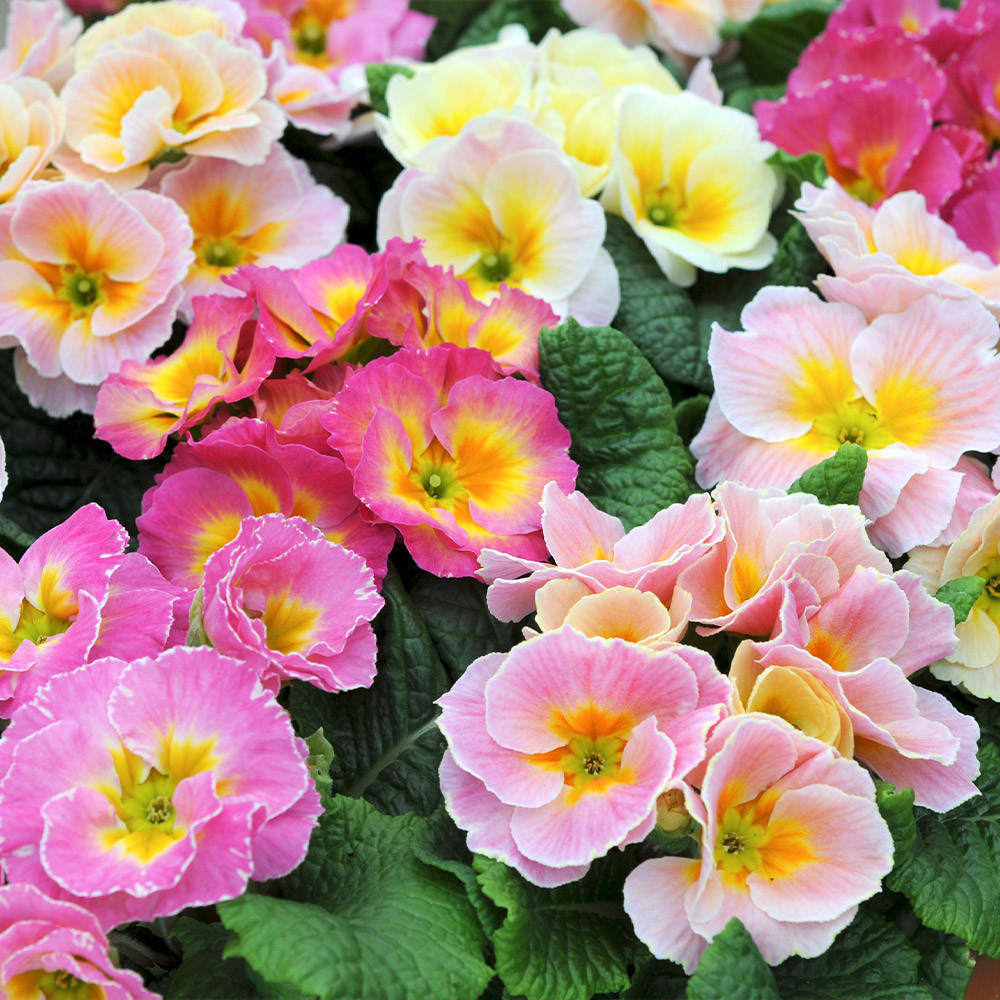 Primula Sweetheart Mix - JParkers