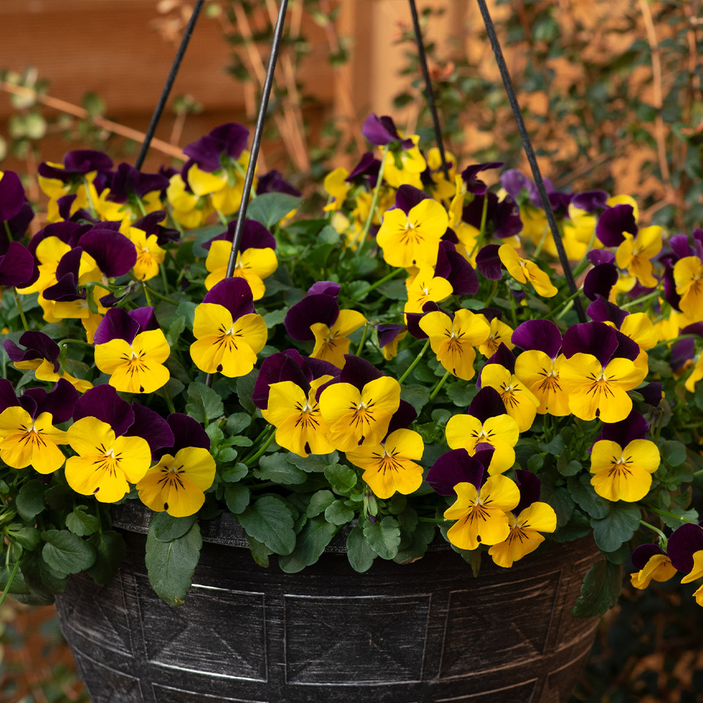 33 Viola Teardrops Yellow Jump Up (Maxi Plugs) - JParkers