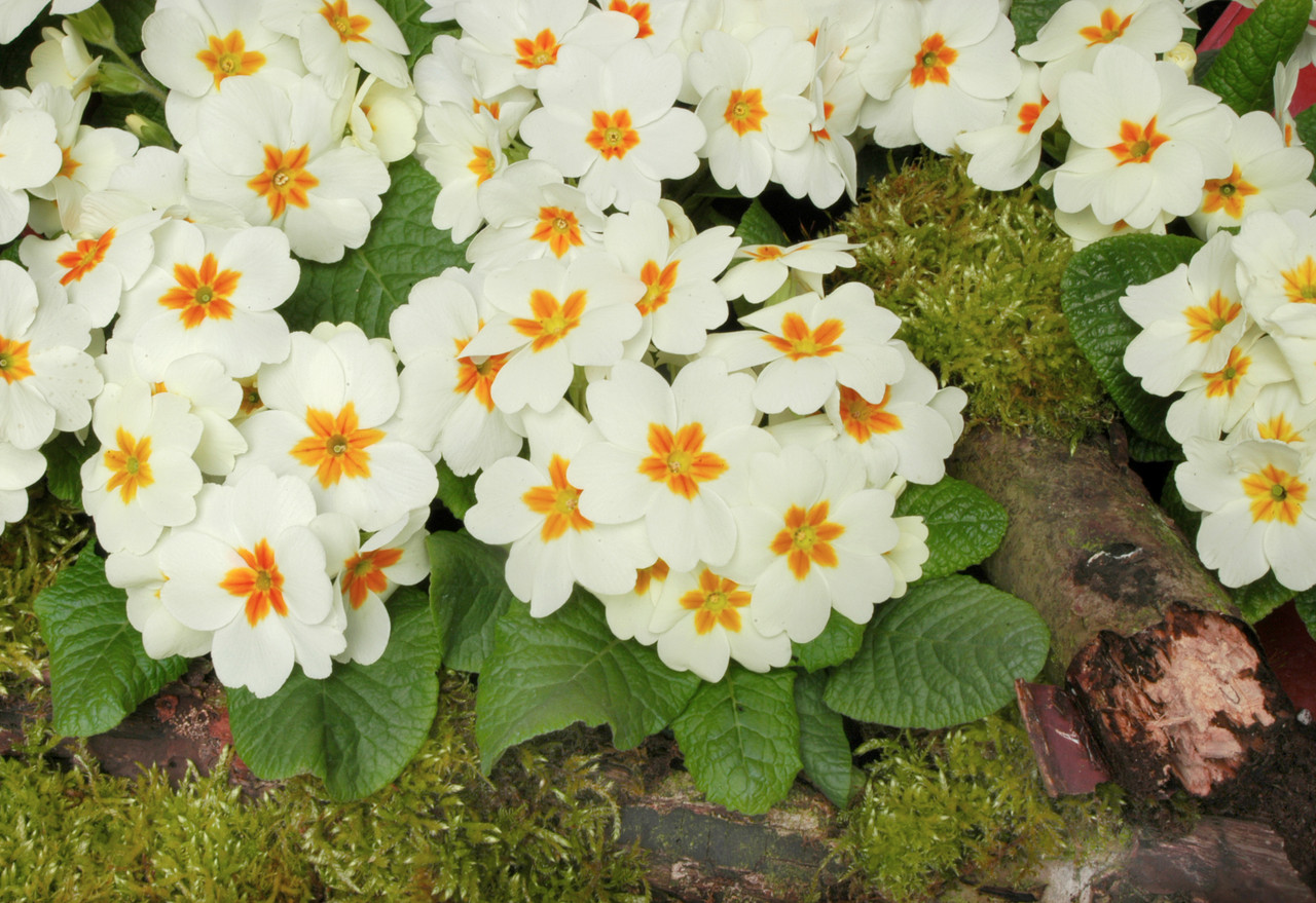 Buy Primula Cottage Cream (Maxi Plug Plants) | J Parker Dutch Bulbs