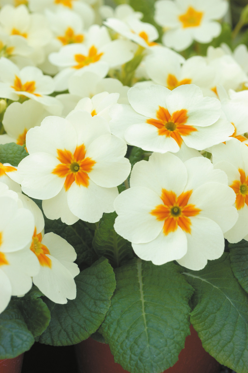 Buy Primula Cottage Cream (Maxi Plug Plants) | J Parker Dutch Bulbs
