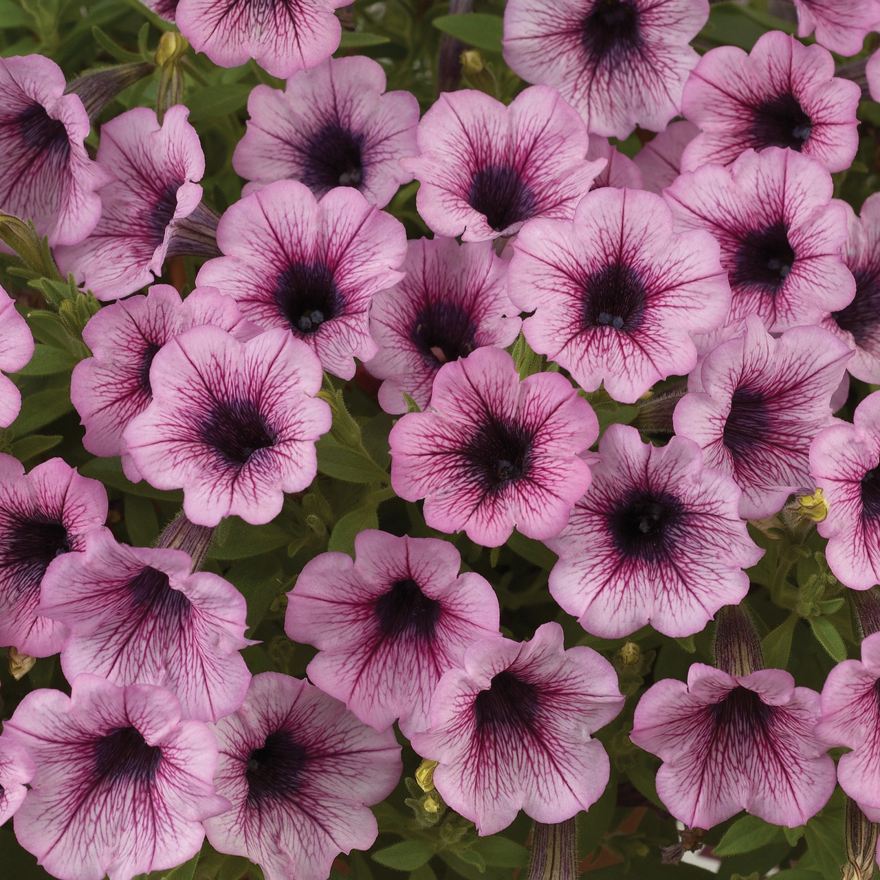 Surfinia Pink Vein | J Parker Dutch Bulbs