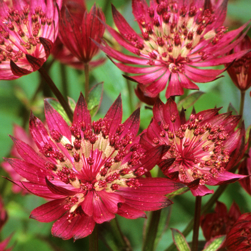 Astrantia Major Scarlet Pimpernel - JParkers